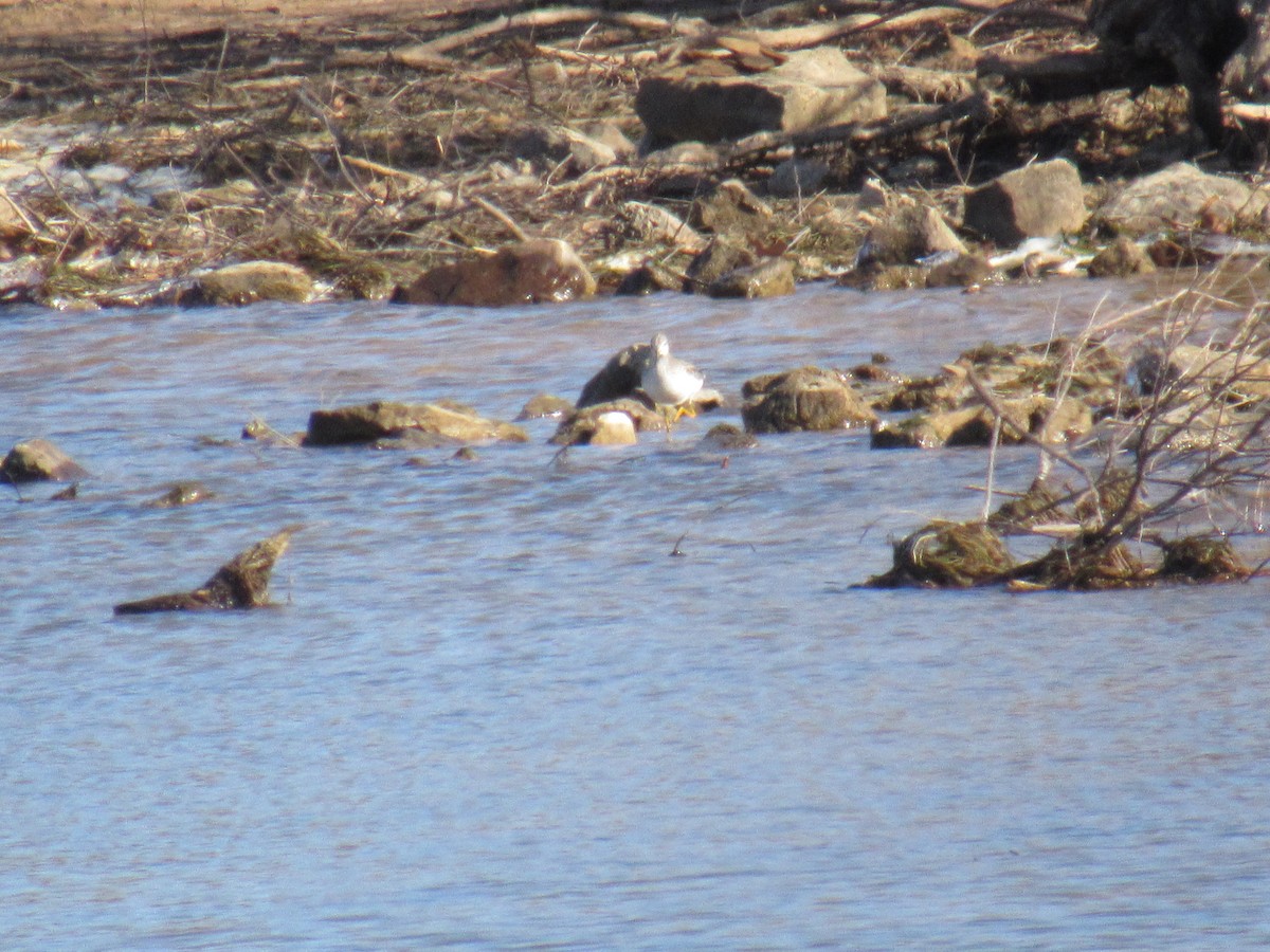 eBird Checklist - 6 Jan 2025 - Ray Roberts Lake SP--Isle du Bois (PPW-W ...