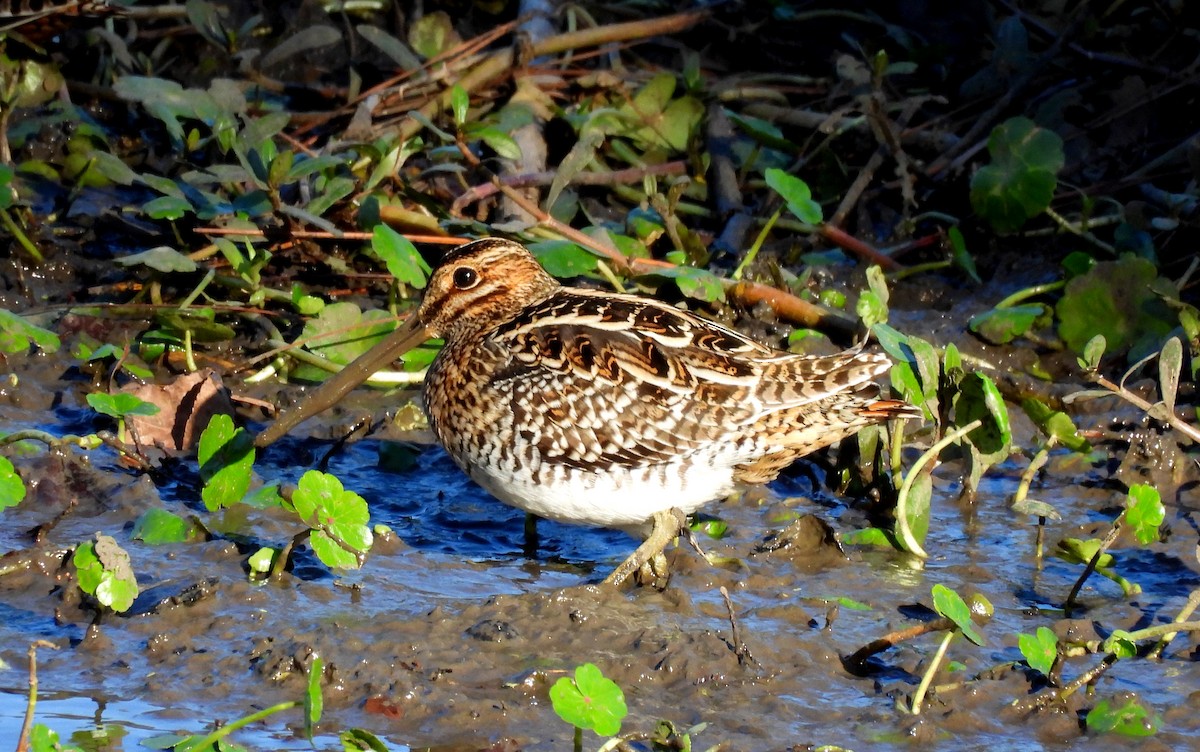 eBird Checklist - 6 Jan 2025 - Lake Henrietta - 42 species