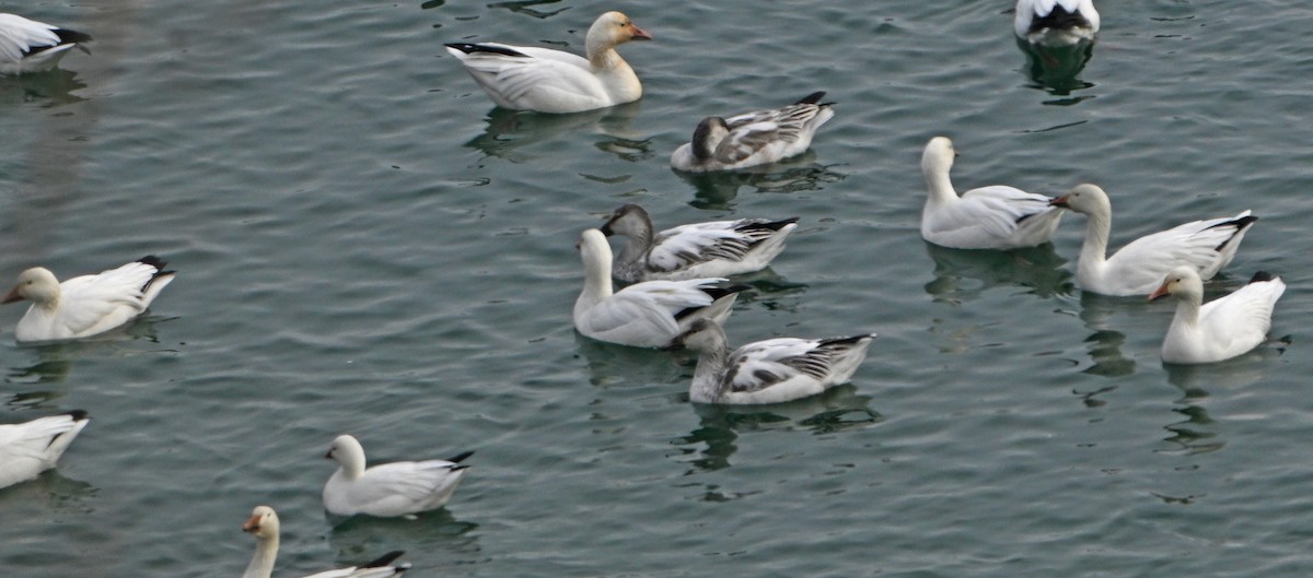 eBird Checklist - 3 Jan 2025 - Nazareth Quarry - 15 species