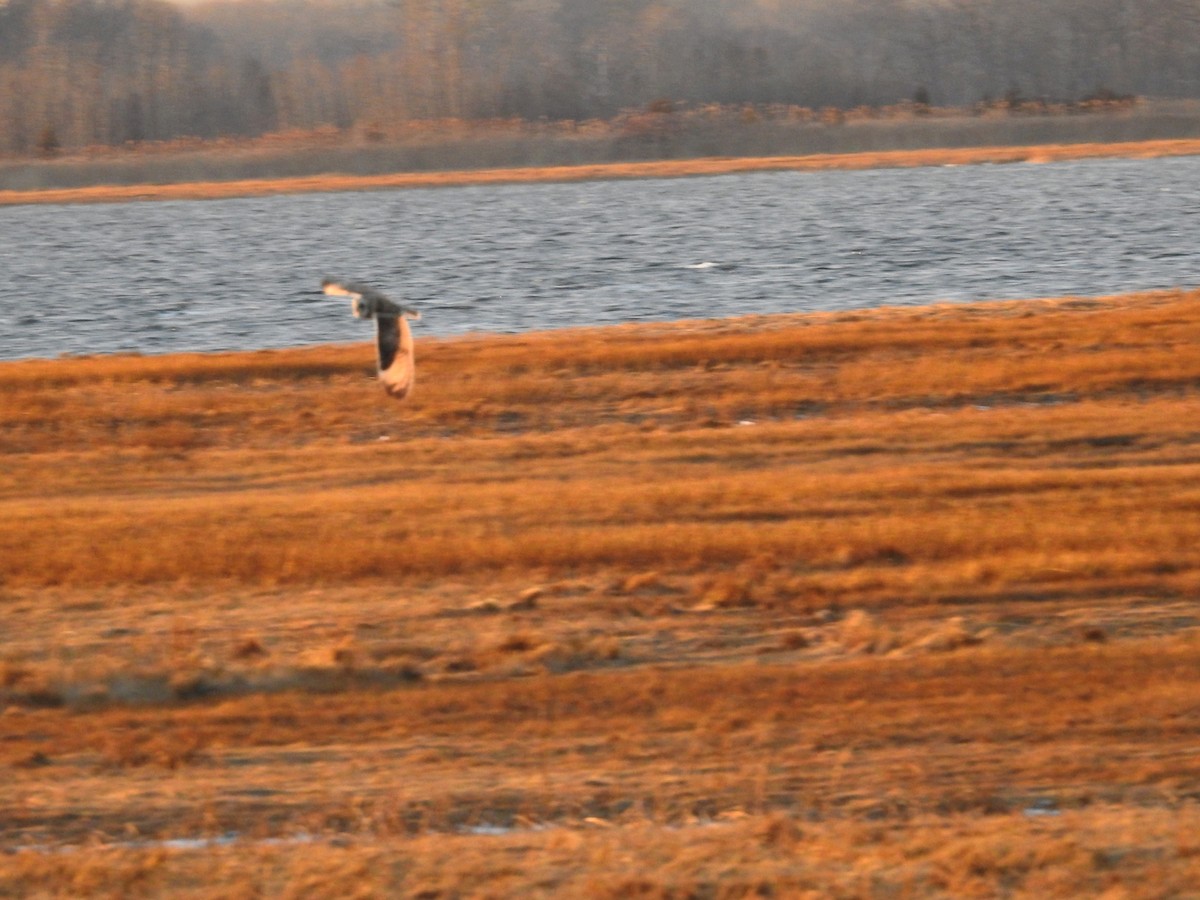eBird Checklist - 6 Jan 2025 - Parker River NWR - 6 species