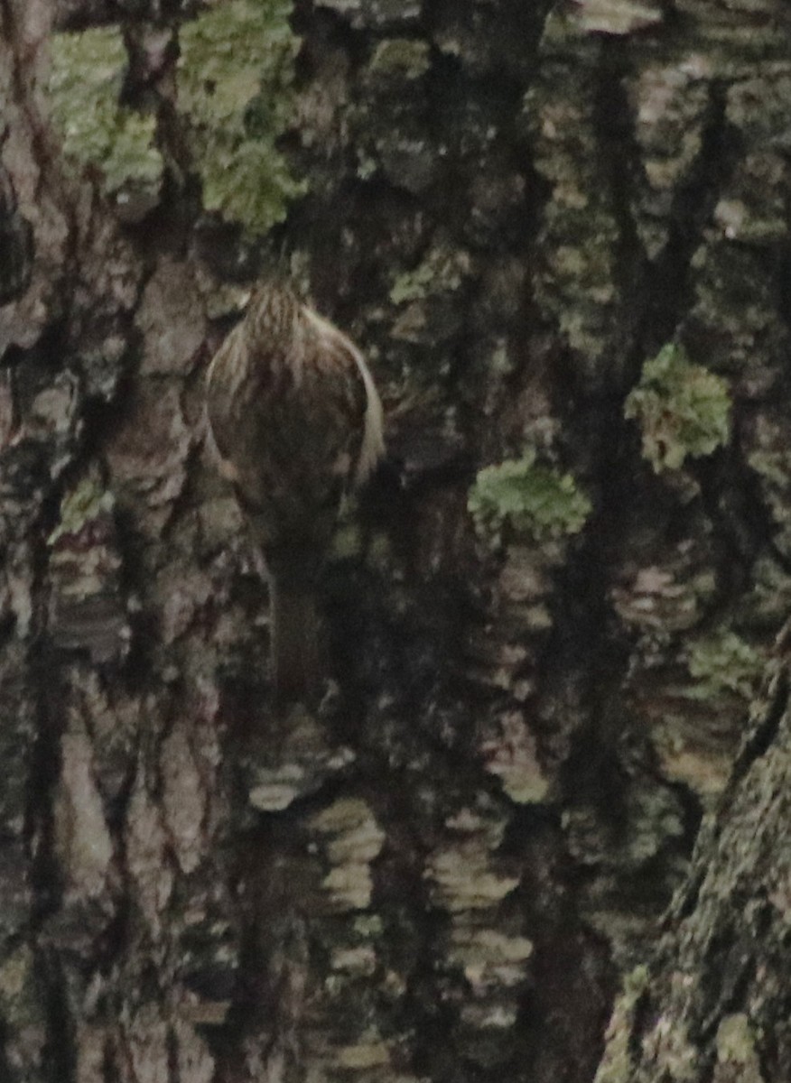 eBird Checklist - 6 Jan 2025 - Wing Haven Gardens and Bird Sanctuary ...