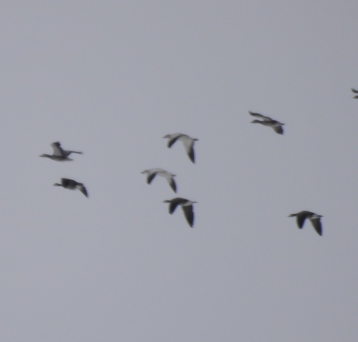eBird Checklist - 6 Jan 2025 - Lake De Smet - 8 species