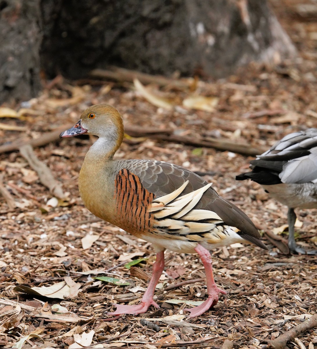 eBird Checklist - 5 Jan 2025 - Bundaberg Botanical Gardens - 28 species