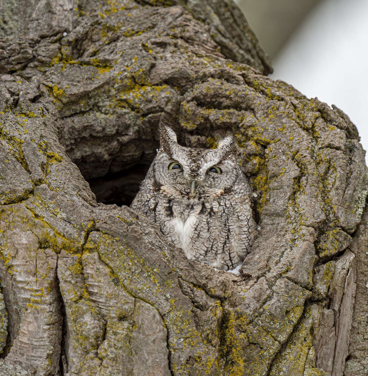 eBird Checklist - 6 Jan 2025 - Presque Isle State Park - 21 species (+1 other taxa)