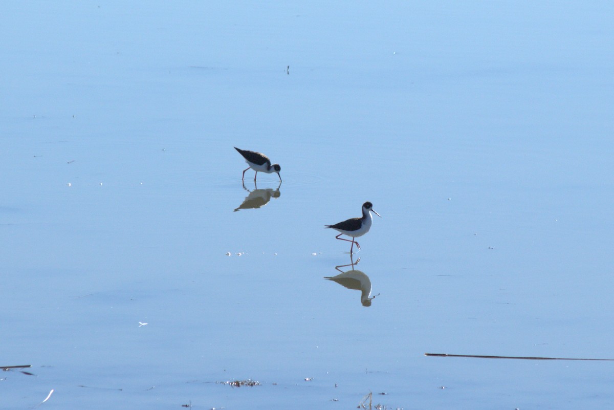 eBird Checklist - 4 Jan 2025 - Carson Lake - 34 species