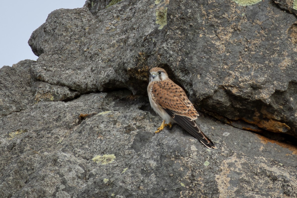 ML628699602 - Nankeen Kestrel - Macaulay Library