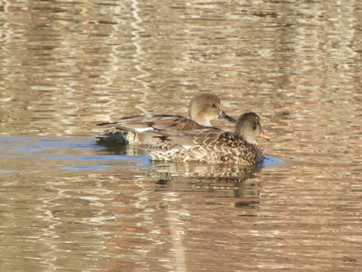 eBird Checklist - 6 Jan 2025 - Lake Elsinore--south levee and back ...