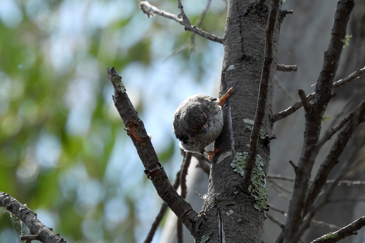 eBird Checklist - 7 Jan 2025 - Old Mill Road, Tingha 2369 - 29 species