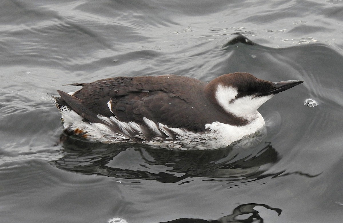 eBird Checklist - 6 Jan 2025 - Port Angeles waterfront - 21 species