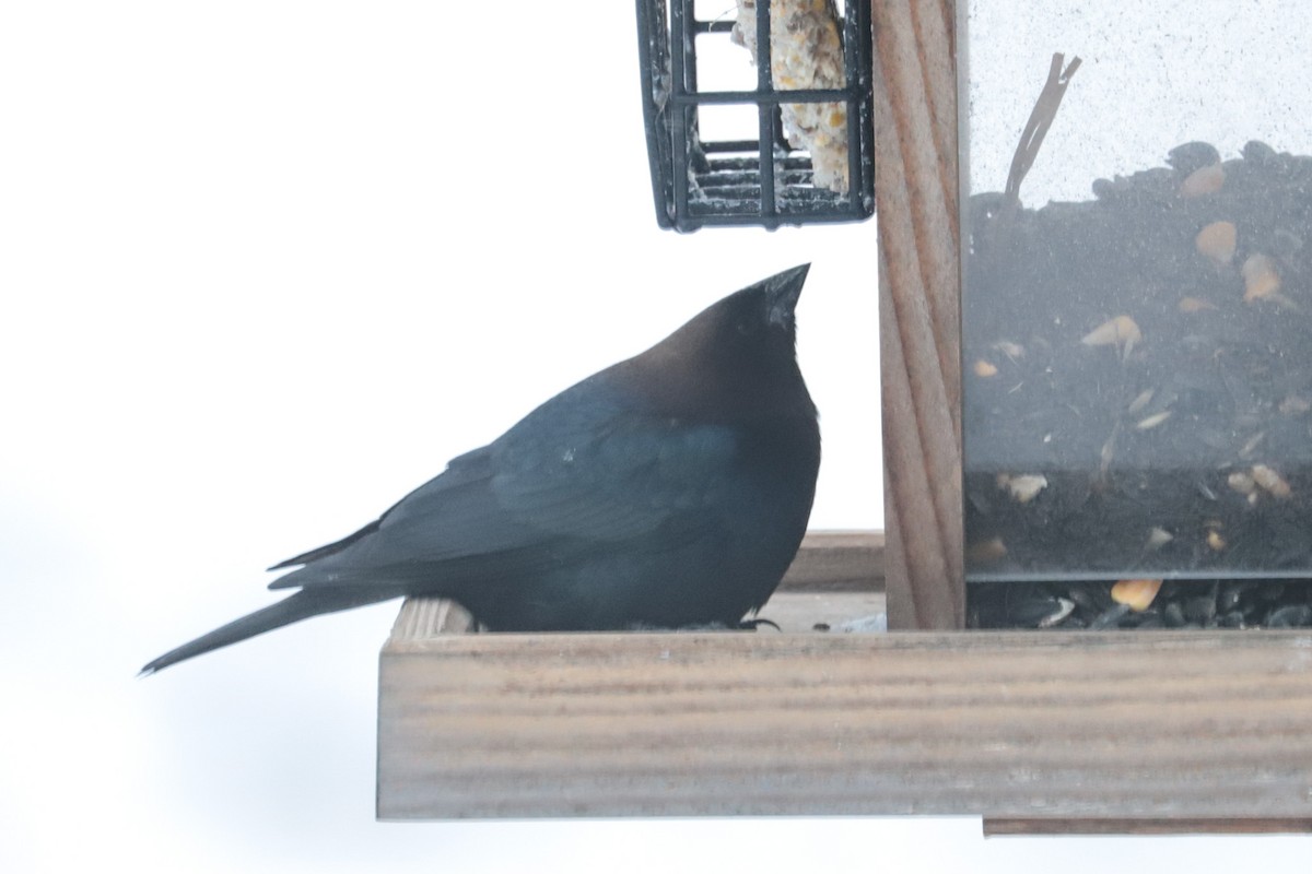 Pennsylvania Bird Atlas Checklist - 7 Jan 2025 - 399 Upper Georges Valley Rd, Spring Mills US-PA ...