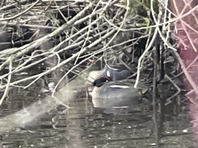 eBird Checklist - 7 Jan 2025 - Olympia--South Capitol Lake trail - 11 ...