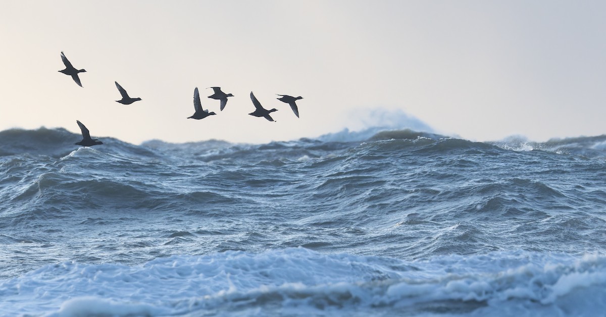 ML628733393 - Common Scoter - Macaulay Library