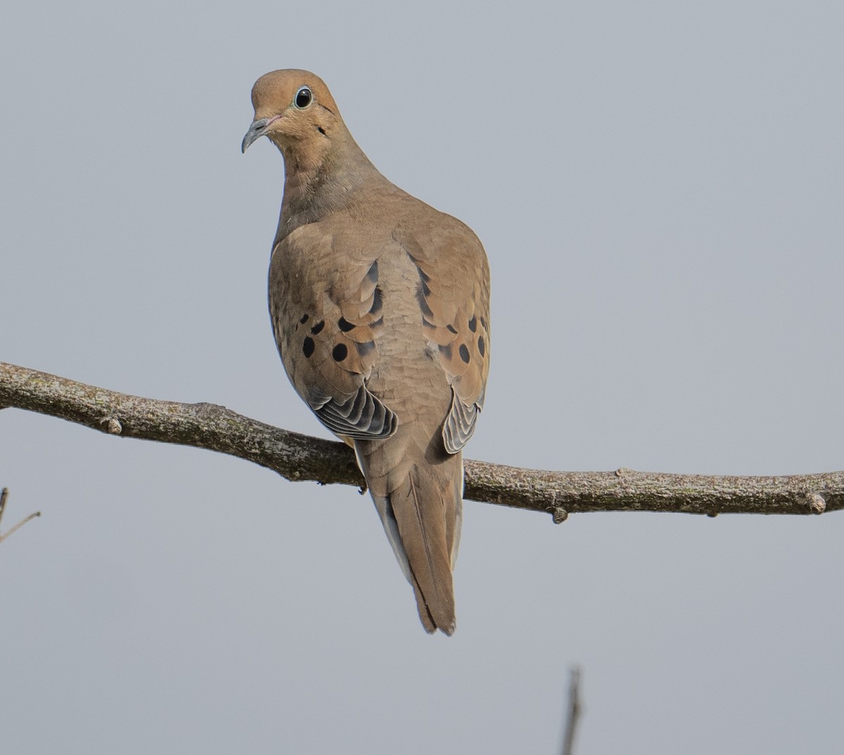 eBird Checklist - 7 Jan 2025 - Naples Botanical Garden - 40 species