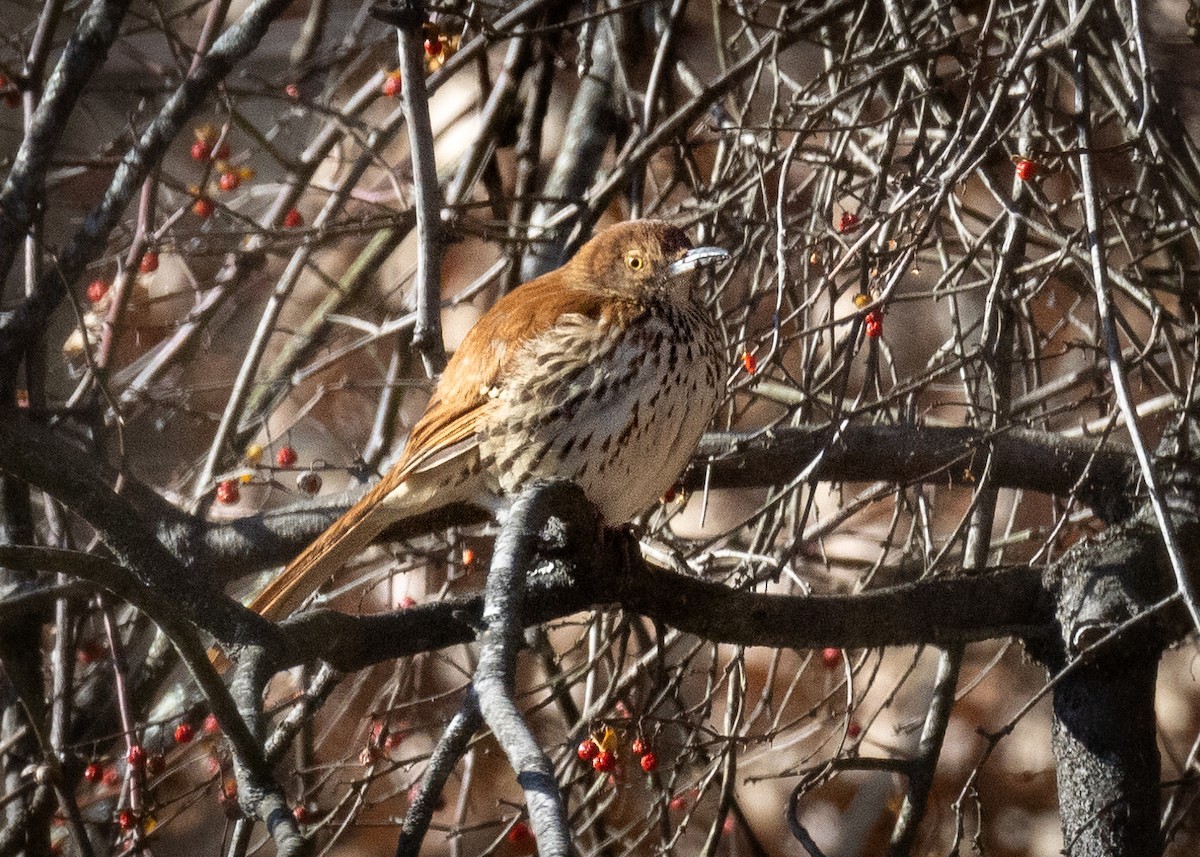 eBird Checklist - 7 Jan 2025 - Great Swamp NWR - 18 species