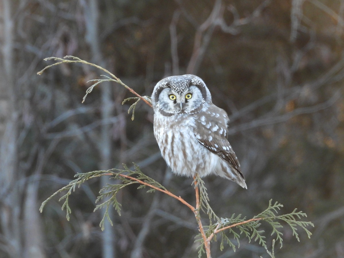 eBird Checklist - 6 Jan 2025 - Lind House - 1 species