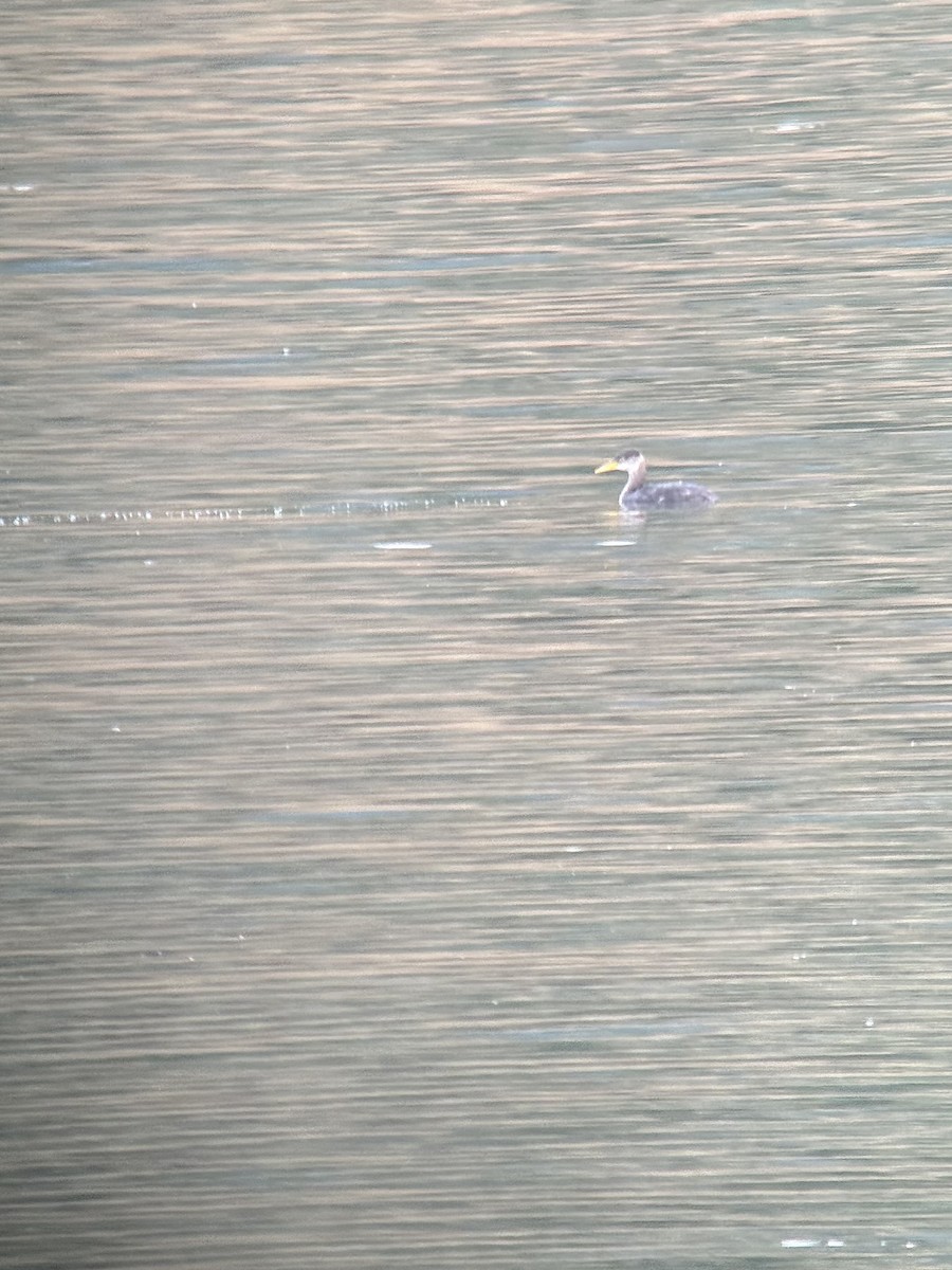 eBird Checklist - 7 Jan 2025 - Henry Hagg Lake Park (Scoggins Valley ...