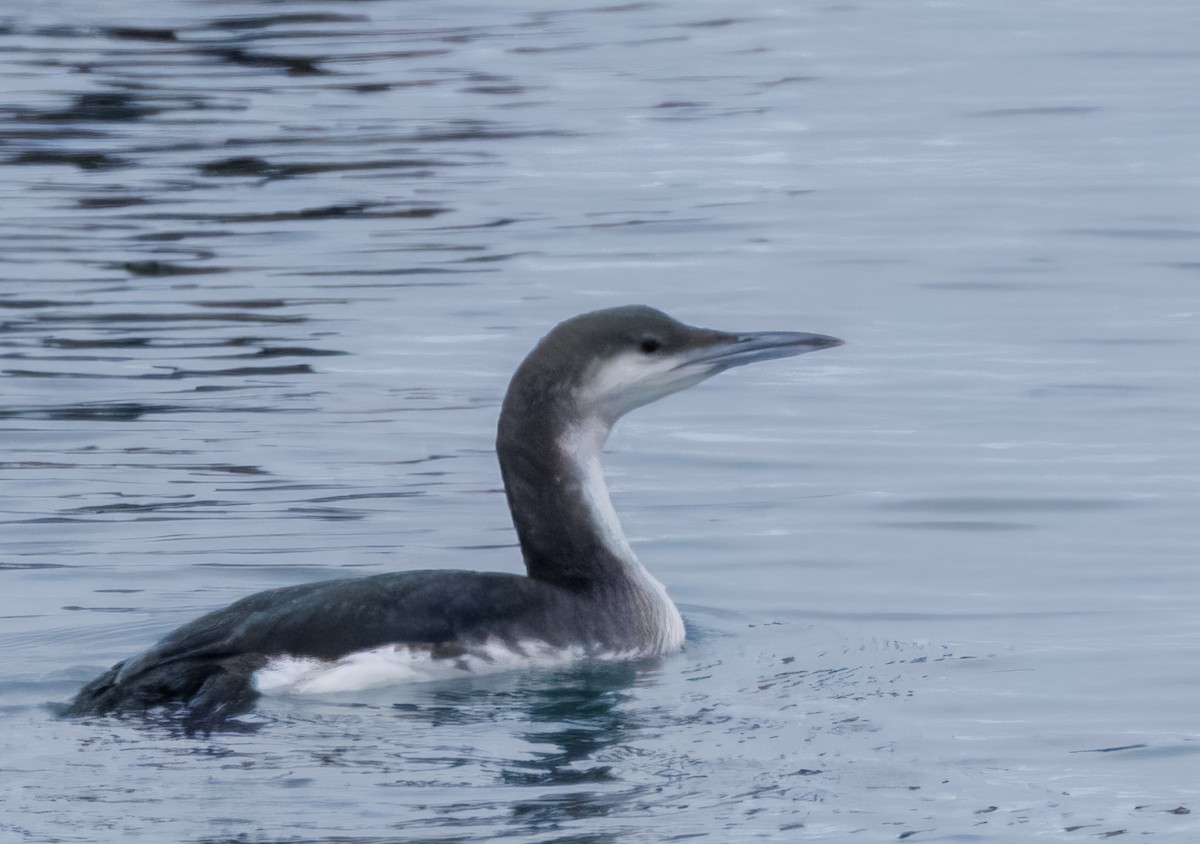 eBird Checklist - 7 Jan 2025 - Port Angeles waterfront - 8 species