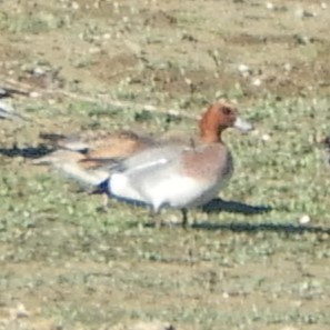 eBird Checklist - 7 Jan 2025 - Don Pedro Reservoir--south arm - 30 species