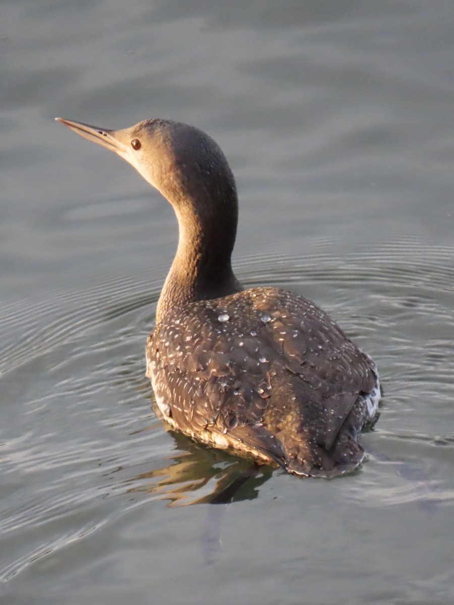 eBird Checklist - 7 Jan 2025 - Henry Hagg Lake Park (Scoggins Valley ...