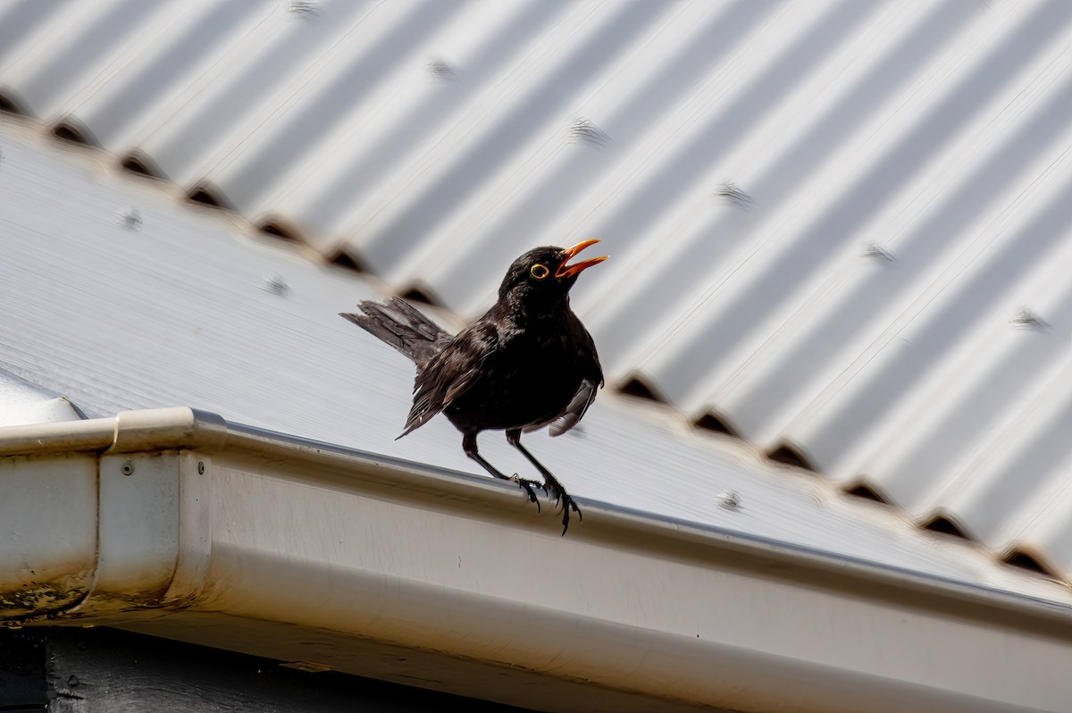 eBird Checklist - 31 Dec 2024 - Dubbo - 2 species