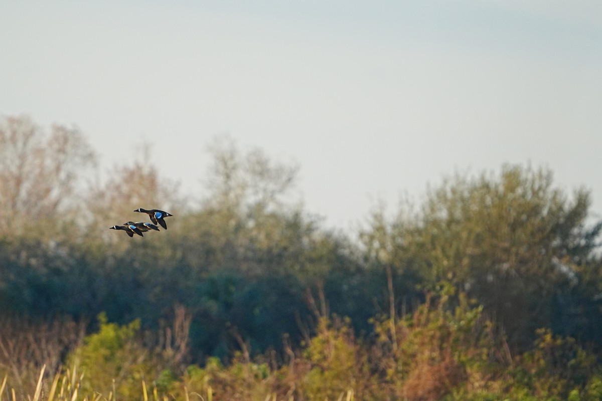 eBird Checklist - 8 Jan 2025 - Lake Woodruff NWR - 42 species