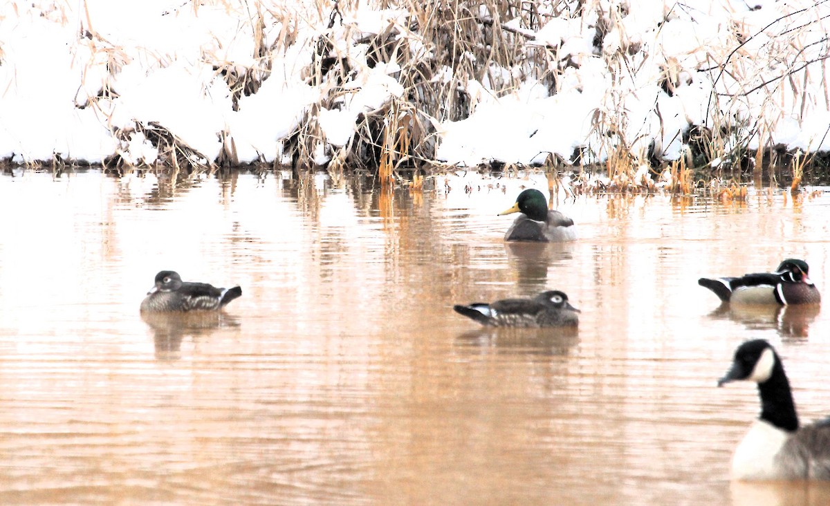 Pennsylvania Bird Atlas Checklist - 8 Jan 2025 - Wingfield Pines - 24 ...
