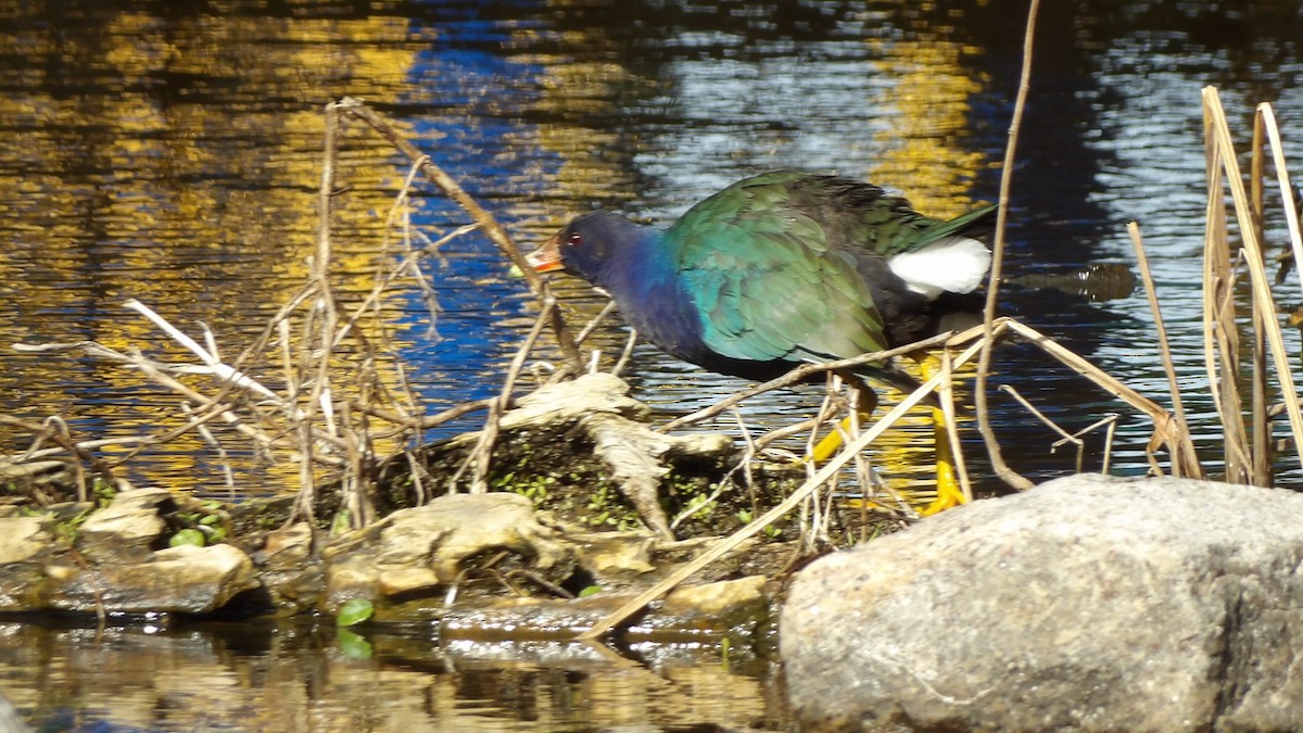 eBird Checklist - 8 Jan 2025 - City Park--Metairie Bayou - 15 species