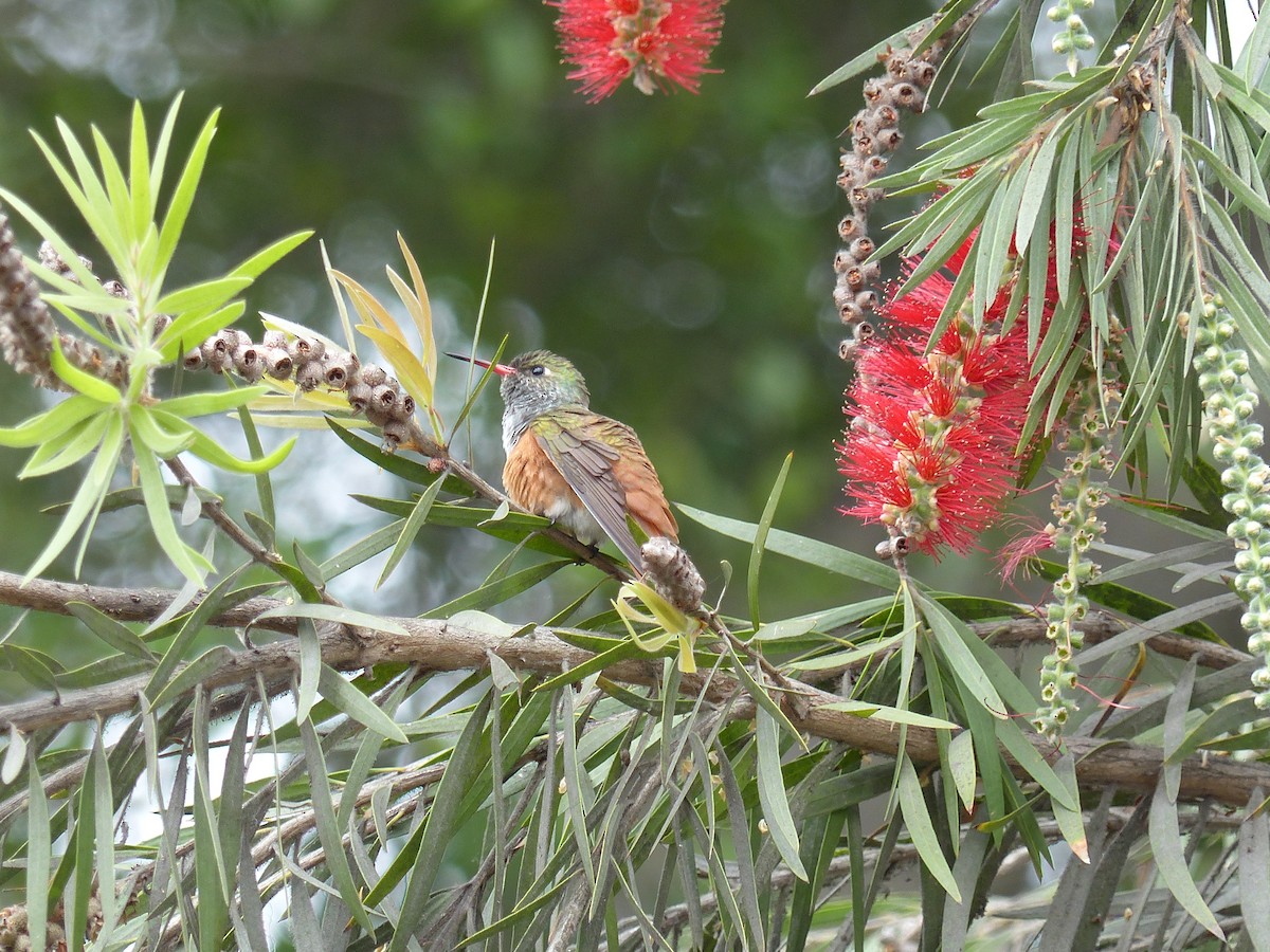 ML628783187 - Amazilia Hummingbird - Macaulay Library