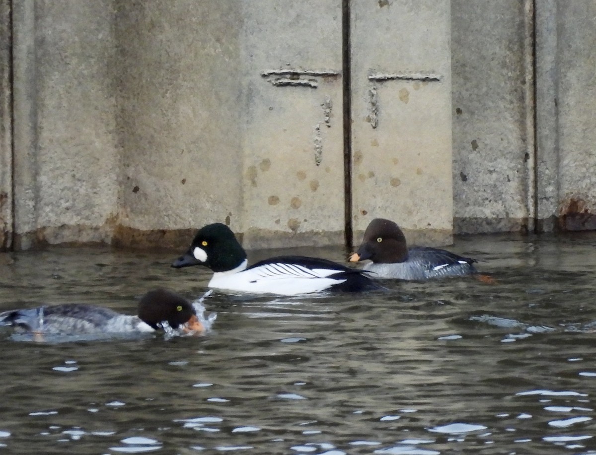 eBird Checklist - 8 Jan 2025 - Sheboygan Outer Harbor - 5 species