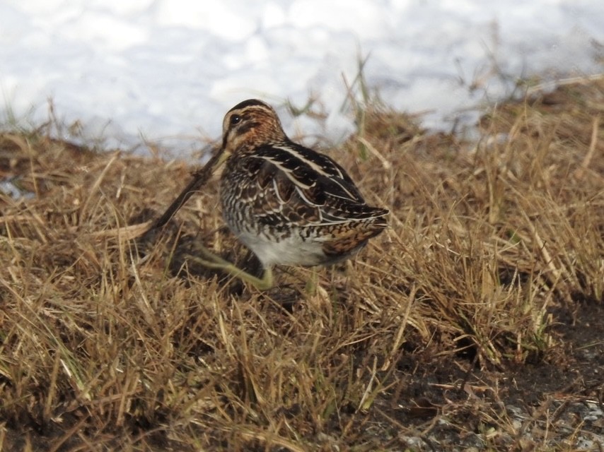 eBird Checklist - 8 Jan 2025 - Prime Hook NWR--Fowler Beach Rd./Fowler ...