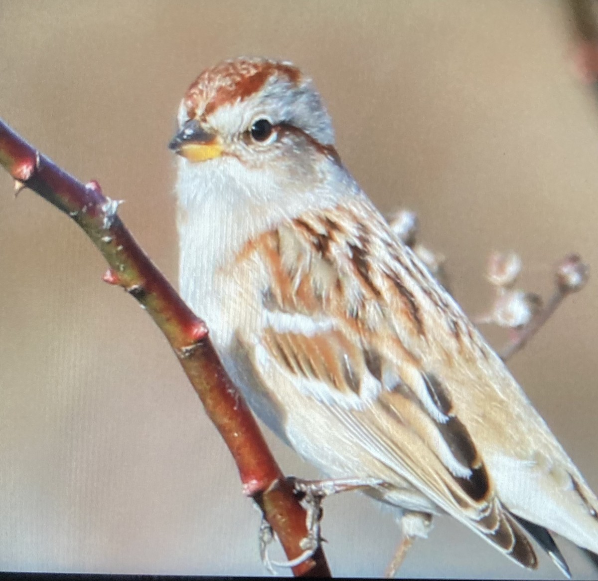 eBird Checklist - 8 Jan 2025 - Sauvie Island--Rentenaar Rd. - 29 species