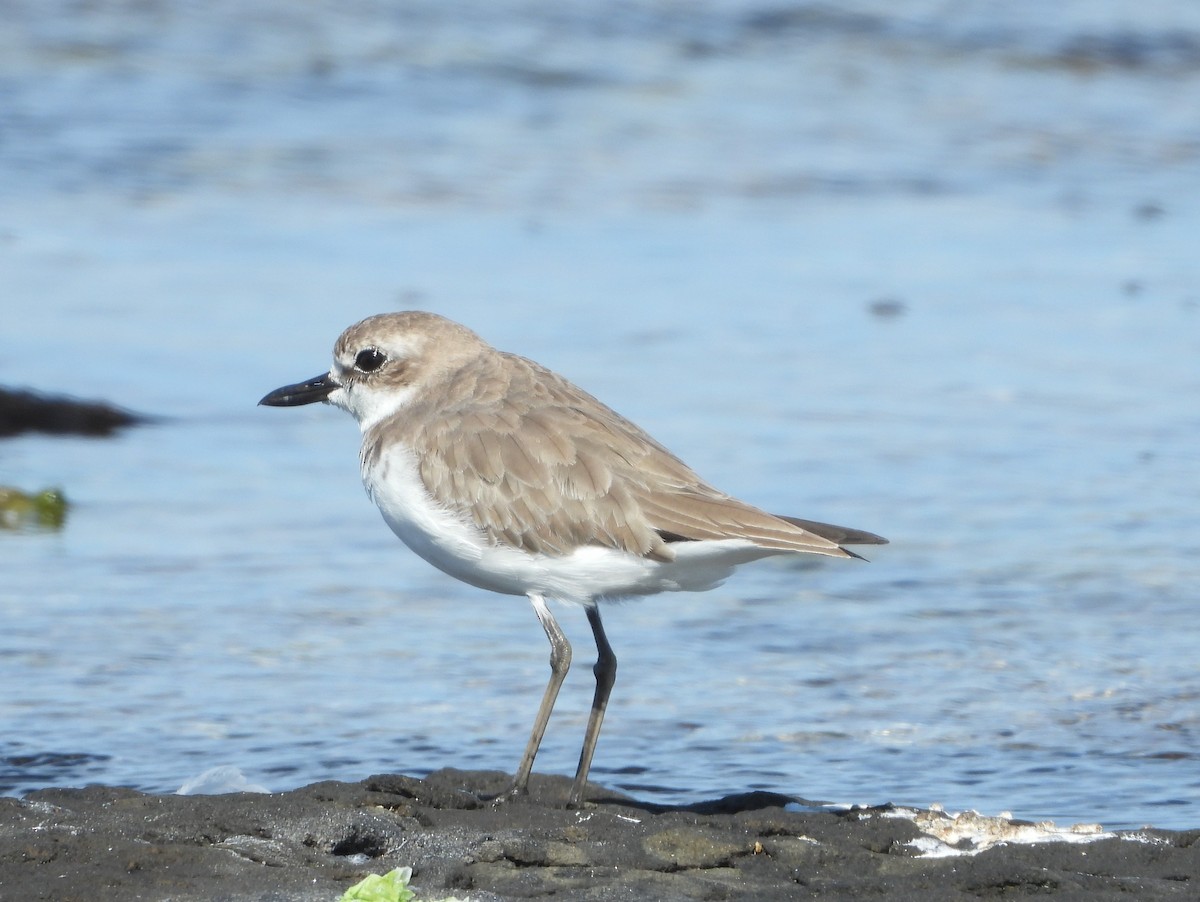 eBird Checklist - 8 Jan 2025 - Flat Rock (Ballina) - 15 species