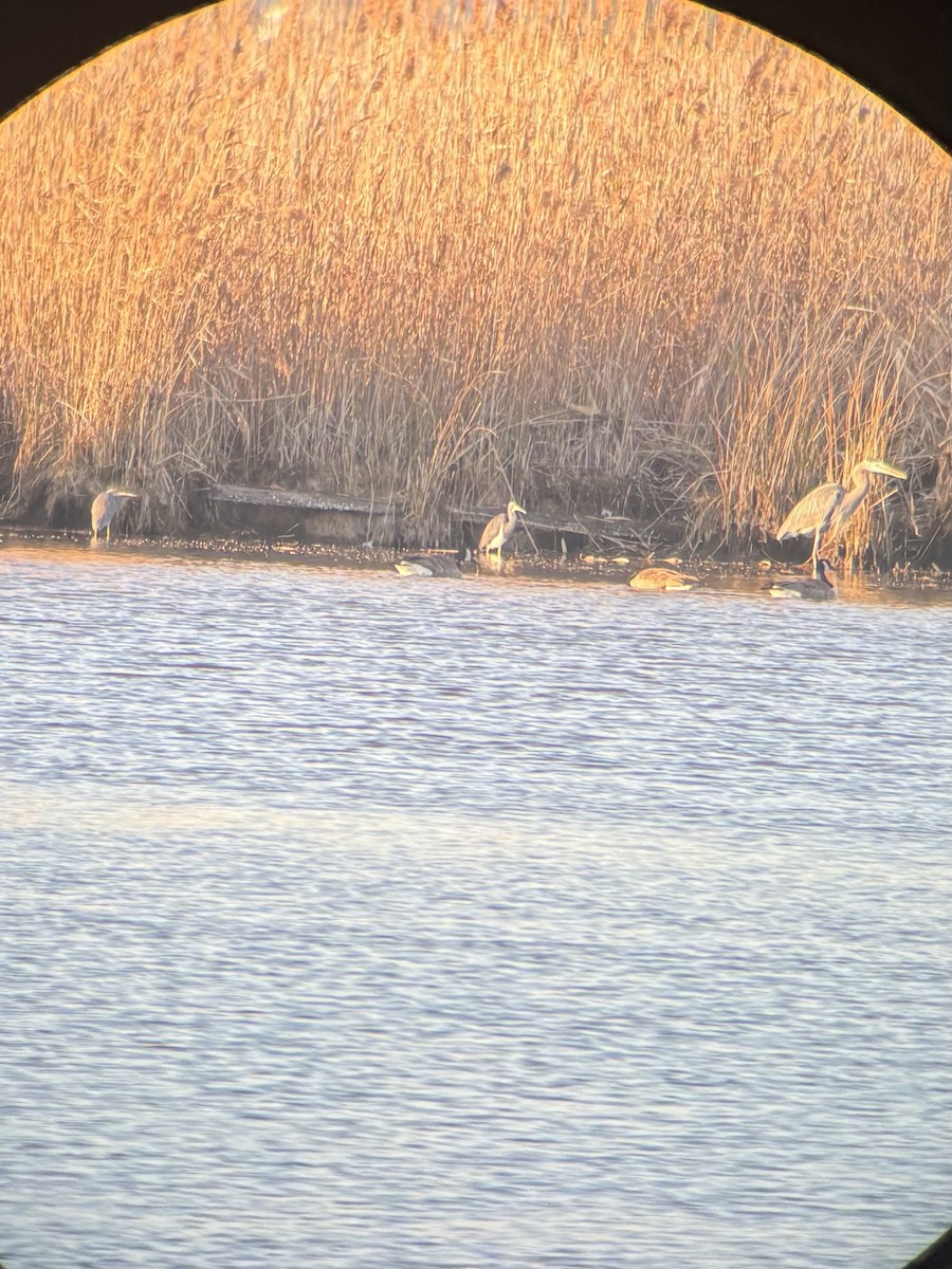 eBird Checklist - 8 Jan 2025 - **Back Bay NWR - 33 species (+1 other taxa)