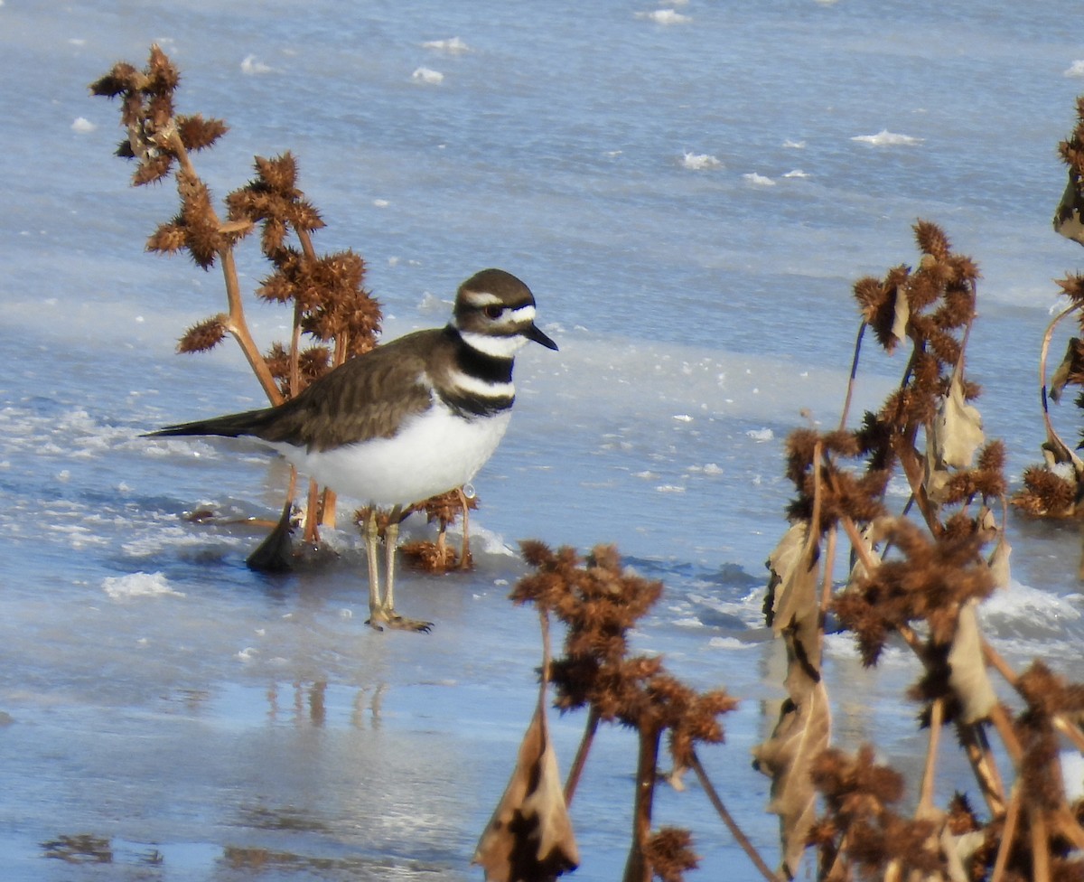 eBird Checklist - 8 Jan 2025 - Barr Lake SP--boat ramp area - 14 species
