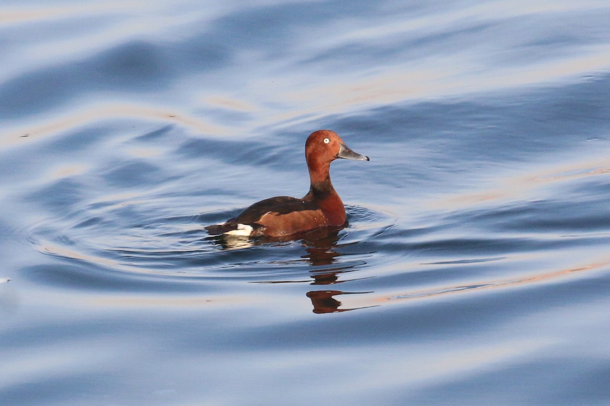 ML628805567 - Ferruginous Duck - Macaulay Library
