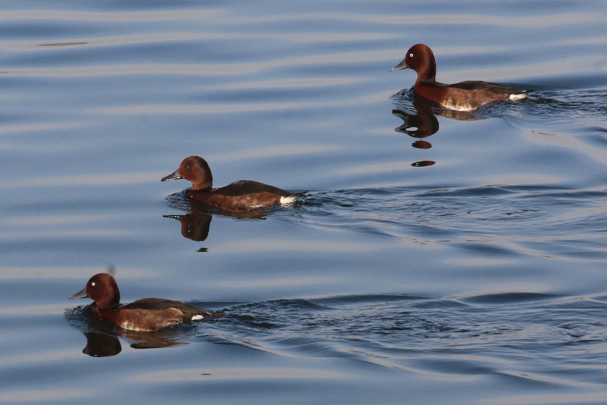 ML628805640 - Ferruginous Duck - Macaulay Library