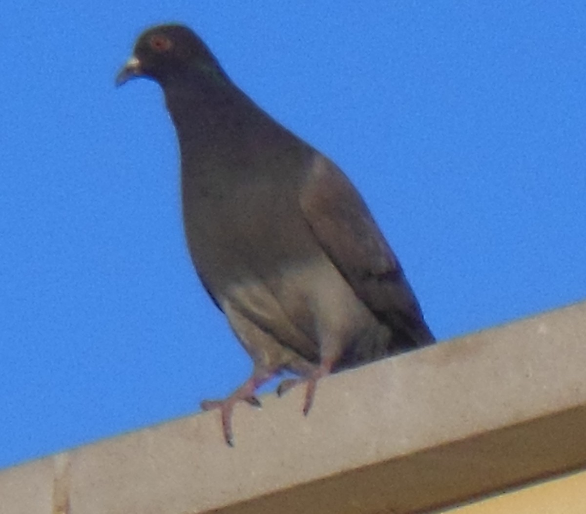 eBird Checklist - 7 Nov 2024 - Paseo de las Colinas 130, Las Colinas MX-Gto. 20.96962, -101. ...