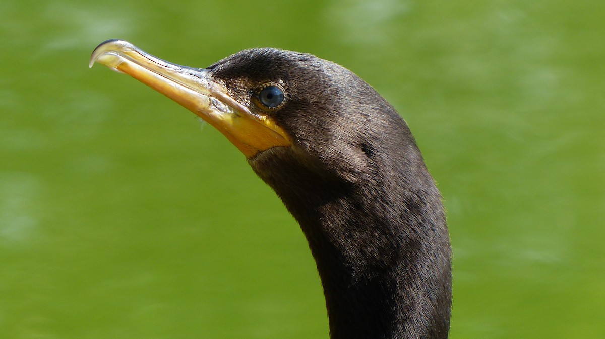 ML628816956 - Neotropic Cormorant - Macaulay Library