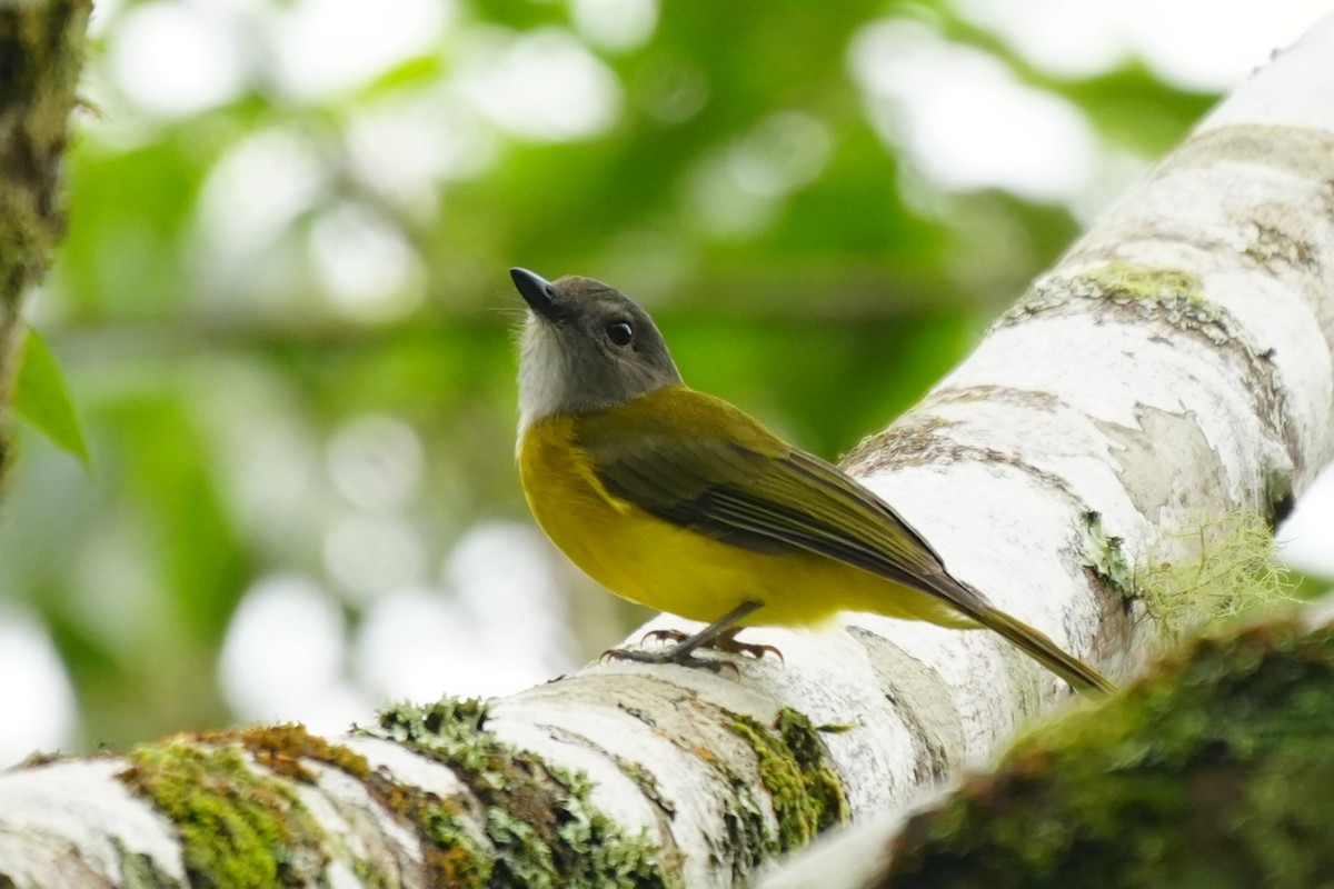 eBird Checklist - 28 Dec 2024 - Mt. Tagubud, New Bataan - 39 species ...