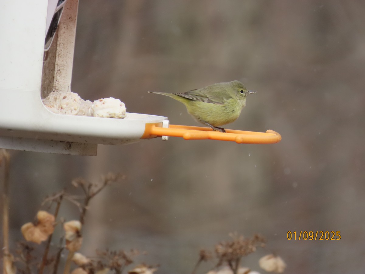 eBird Checklist - 9 Jan 2025 - Babbitt's yard - 13 species