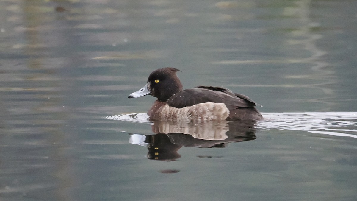 eBird Checklist - 9 Jan 2025 - Carrie Blake Park - 8 species