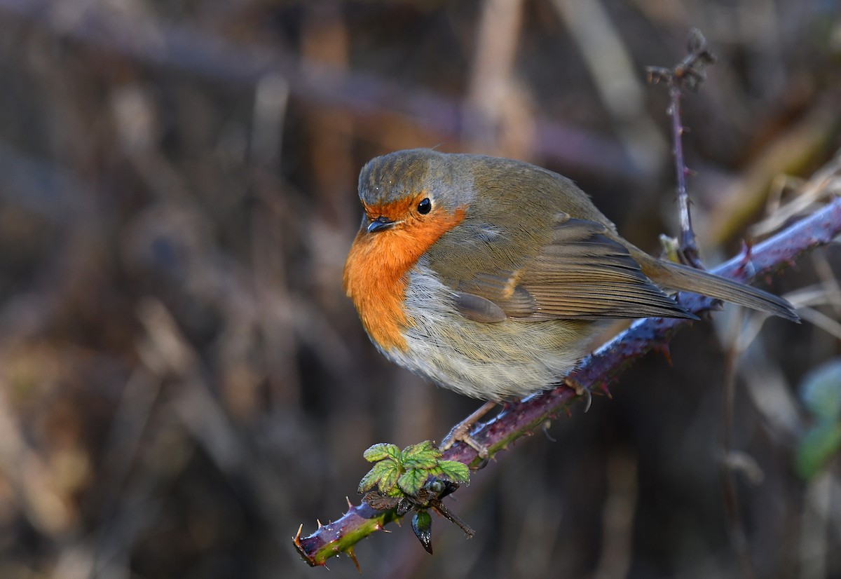 eBird Checklist - 9 Jan 2025 - Burton Mere Wetlands RSPB Reserve - 42 ...
