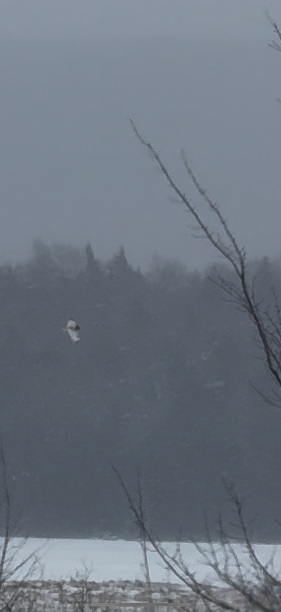 eBird Checklist - 9 Jan 2025 - 49 Raquette River Dr, Tupper Lake US-NY ...