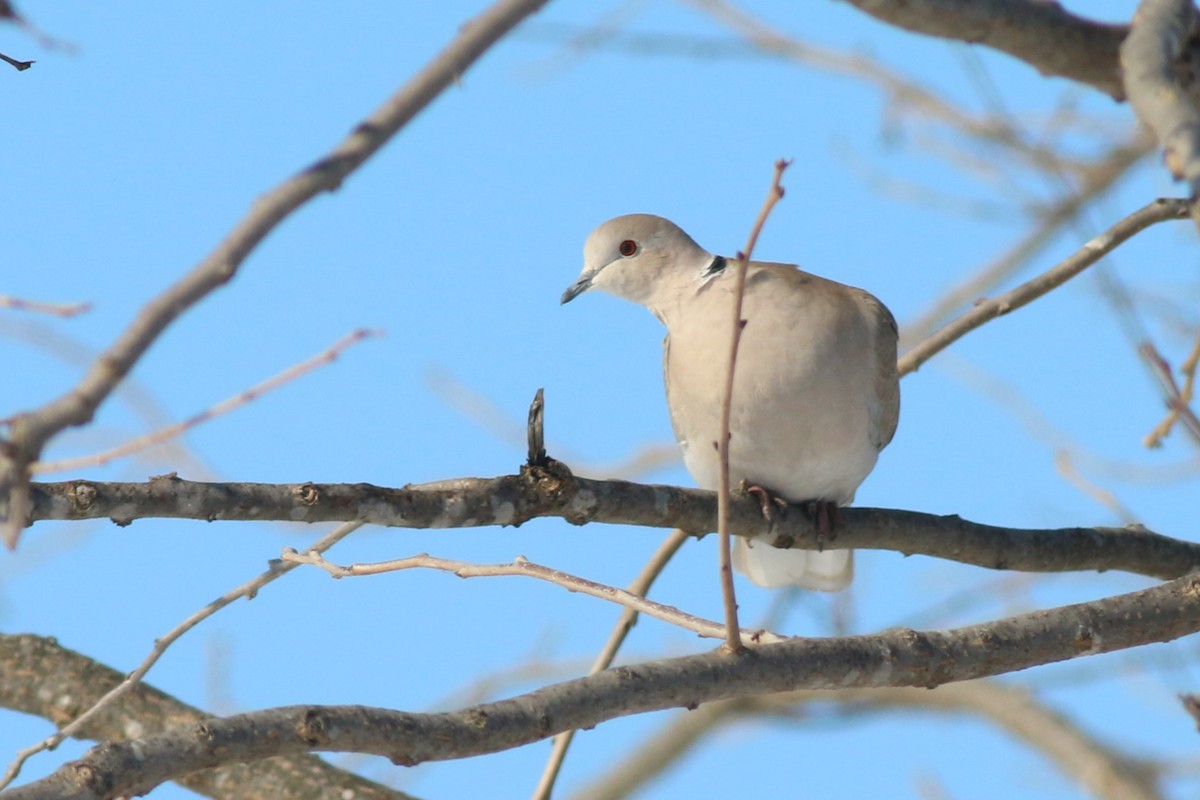 eBird Checklist - 9 Jan 2025 - Parkes Kinner Rd (2) - 5 species