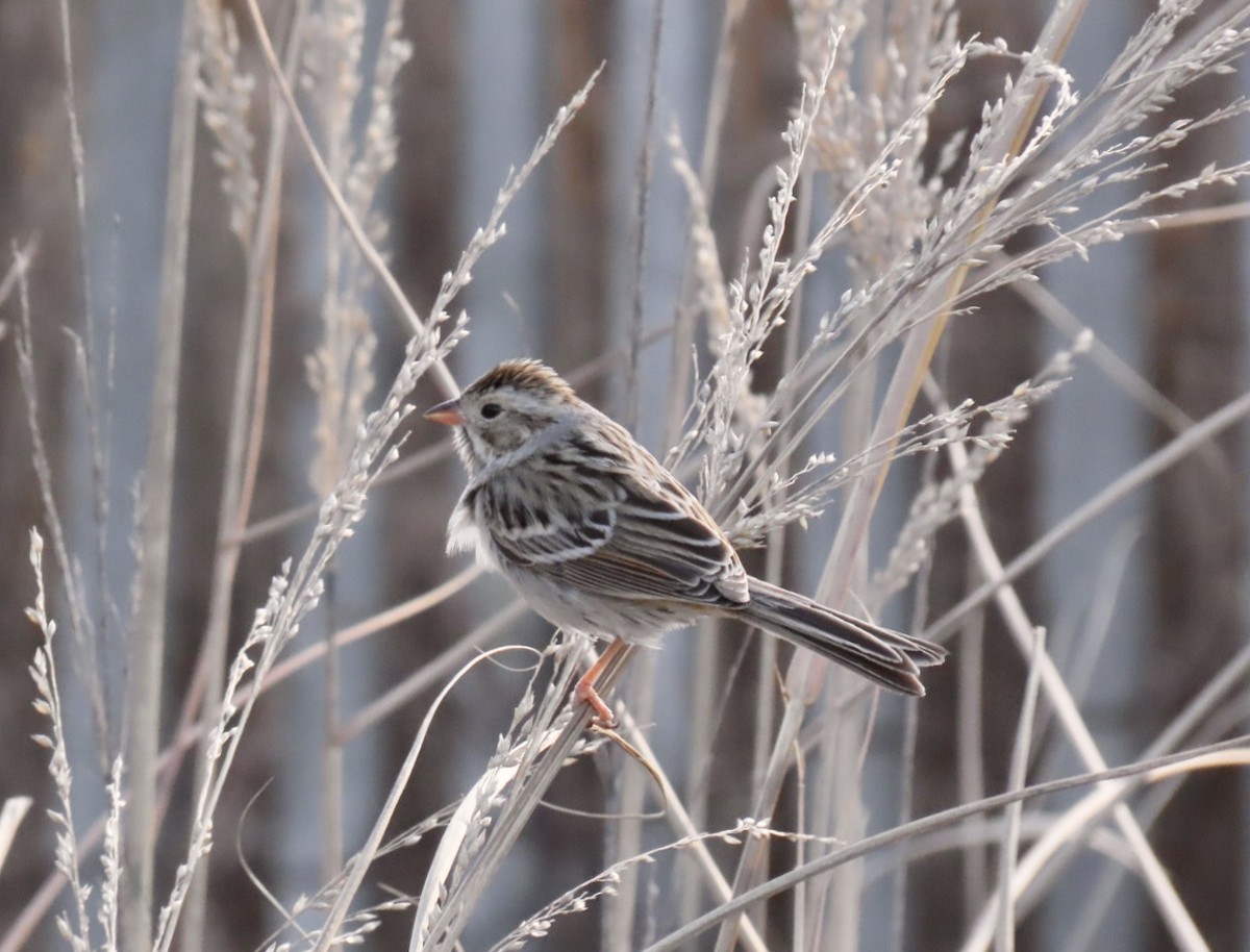 ML628829136 - Clay-colored Sparrow - Macaulay Library