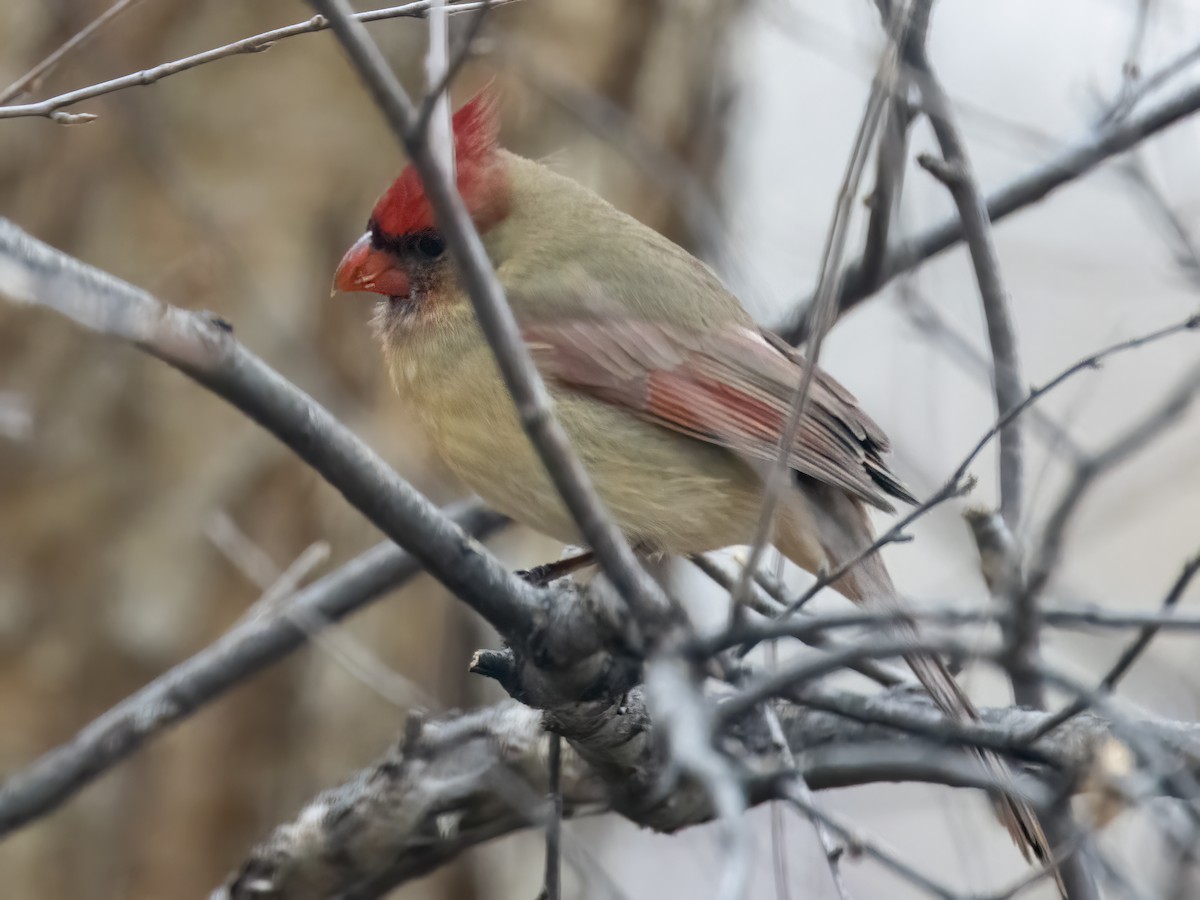 eBird Checklist - 15 Jan 2023 - Swanson Yard - 1 species