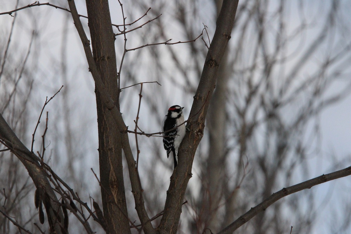 Pennsylvania Bird Atlas Checklist - 9 Jan 2025 - Presque Isle SP--Gull Pt. - 11 species