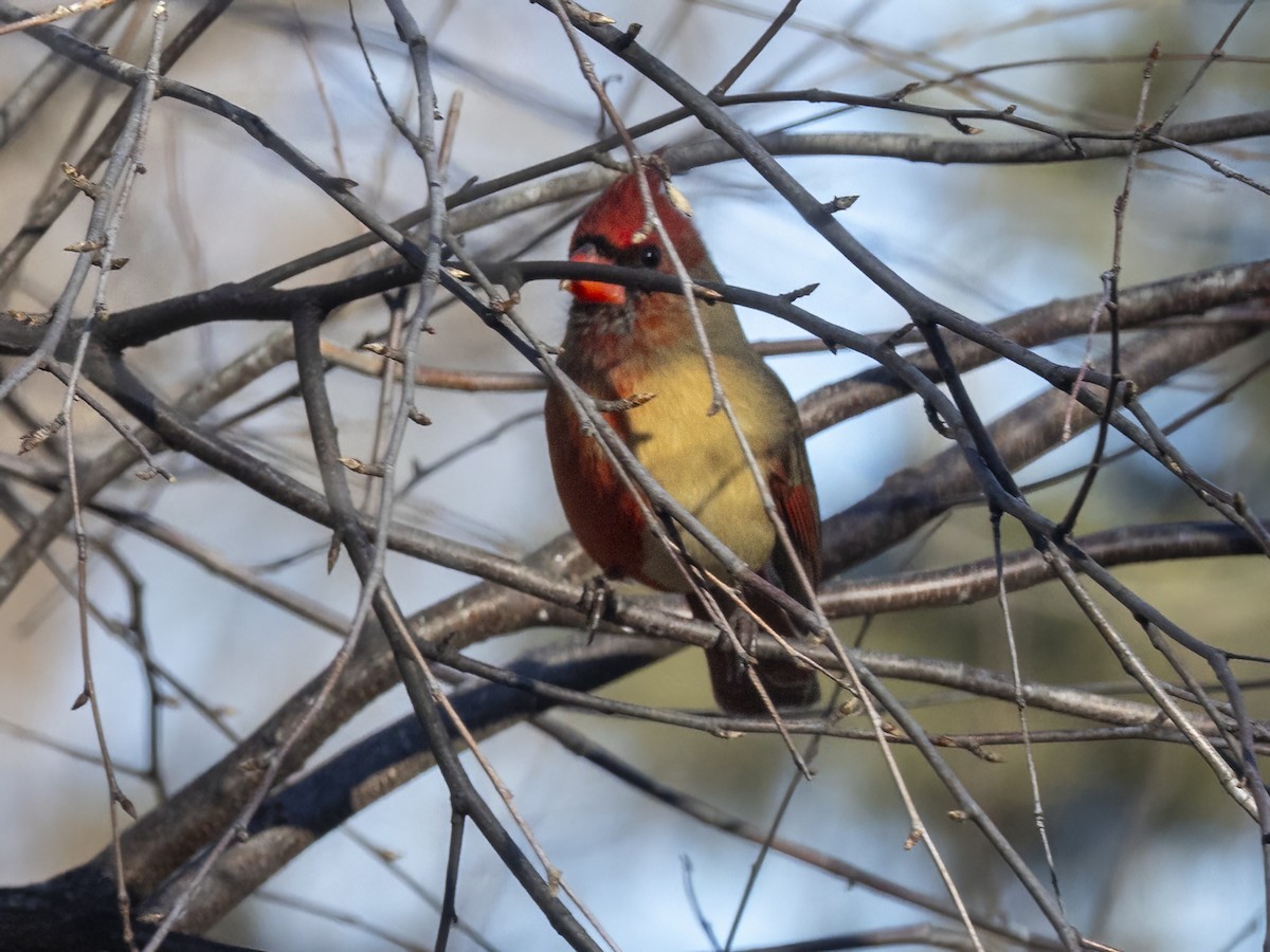 eBird Checklist - 22 Dec 2024 - Swanson Yard - 1 species