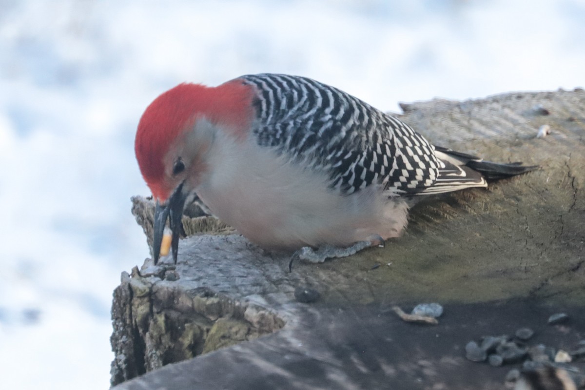 Pennsylvania Bird Atlas Checklist - 9 Jan 2025 - 399 Upper Georges Valley Rd, Spring Mills US-PA ...