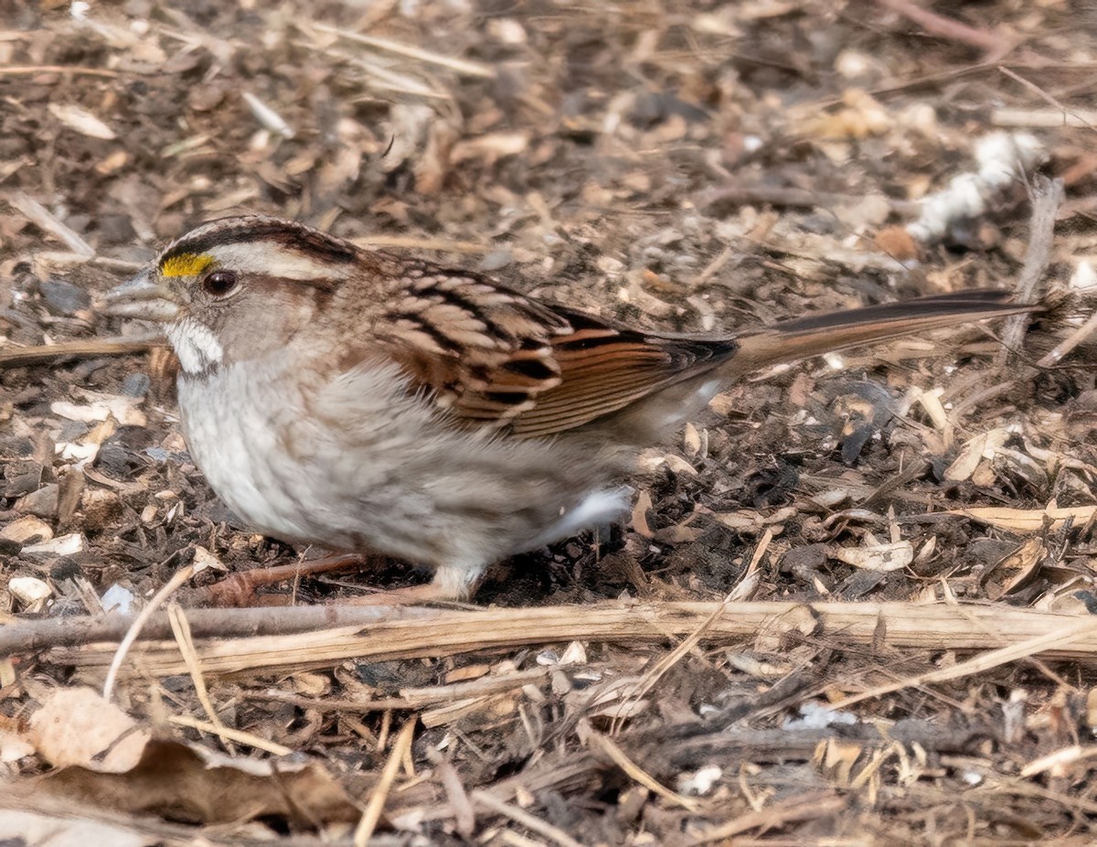 eBird Checklist - 9 Jan 2025 - Waneka Lake/Greenlee Preserve - 19 species